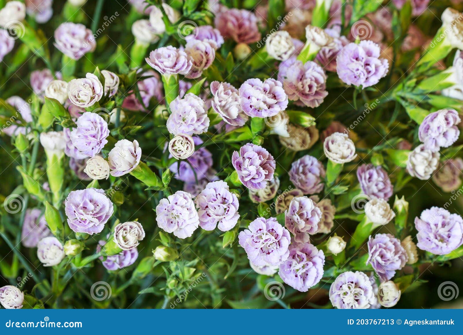 Flower Background with Violet Carnations Stock Image - Image of season ...