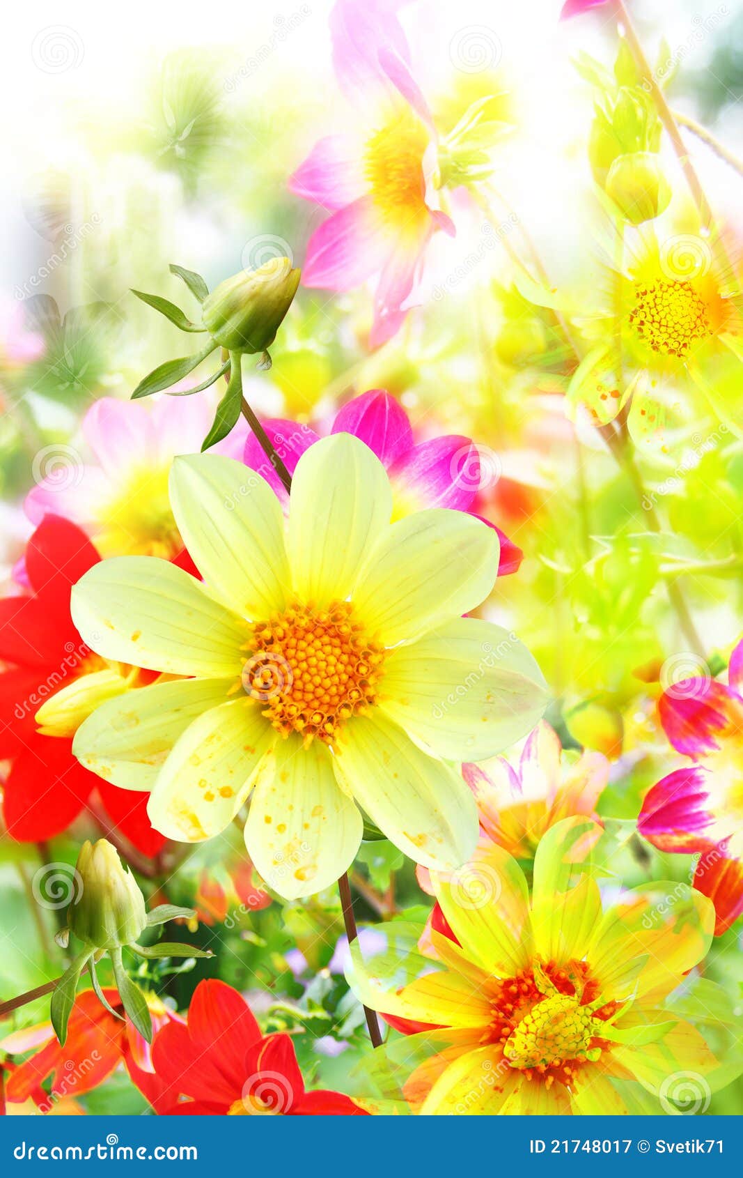 Flower Background from Yellow and Red Colors Stock Image - Image of ...