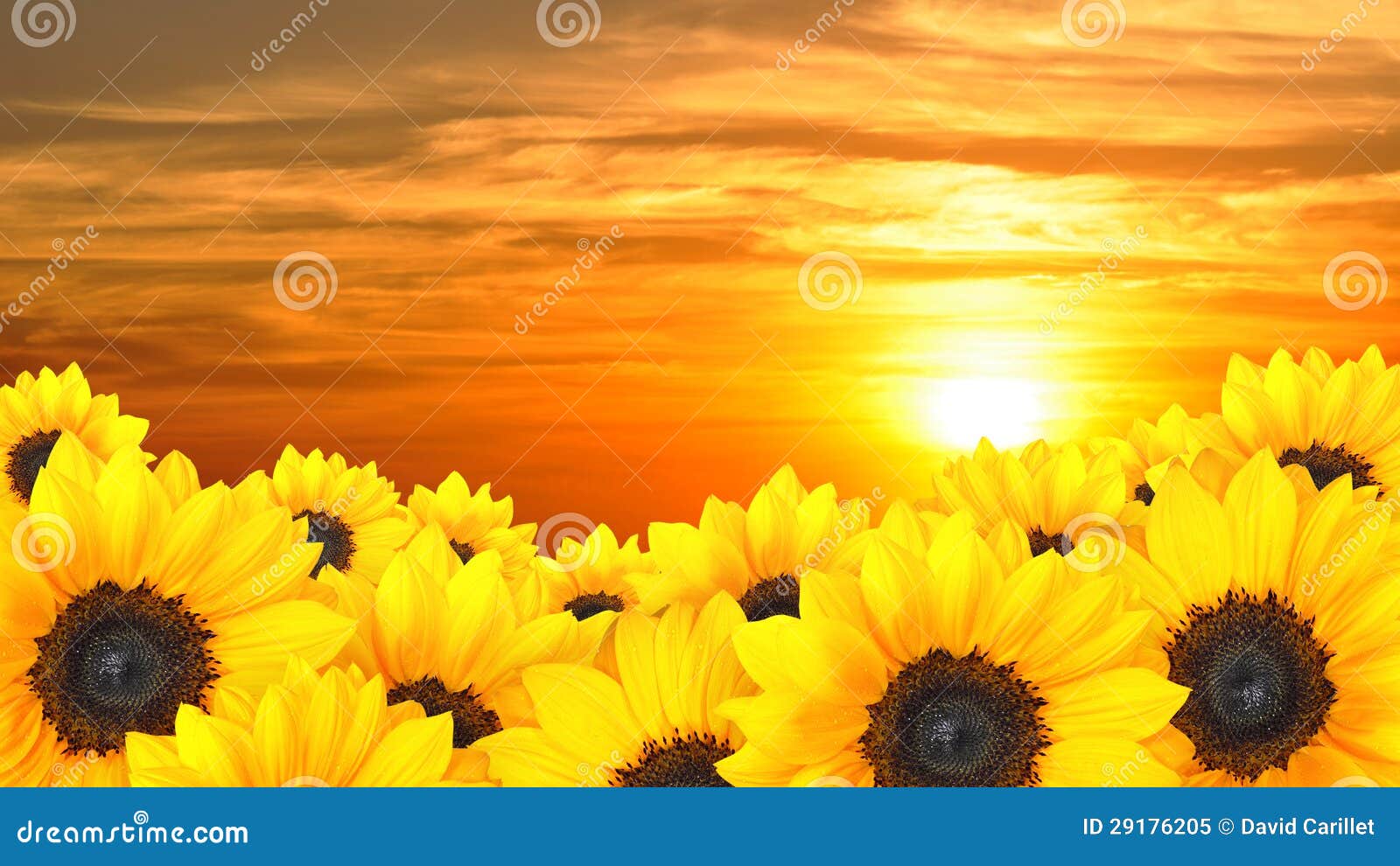 Flower Background of Yellow Sunflowers at Sunset Stock Image - Image of ...