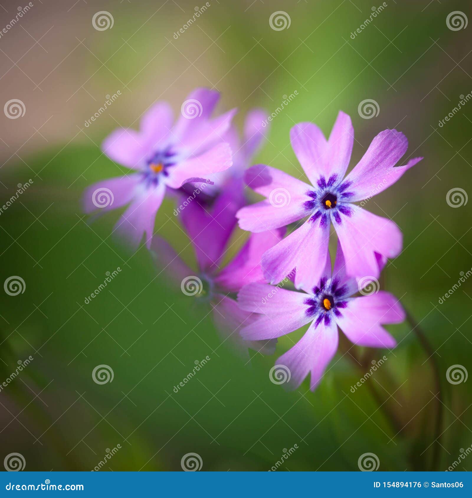 Flower in backlight stock photo. Image of closeup, springtime - 154894176