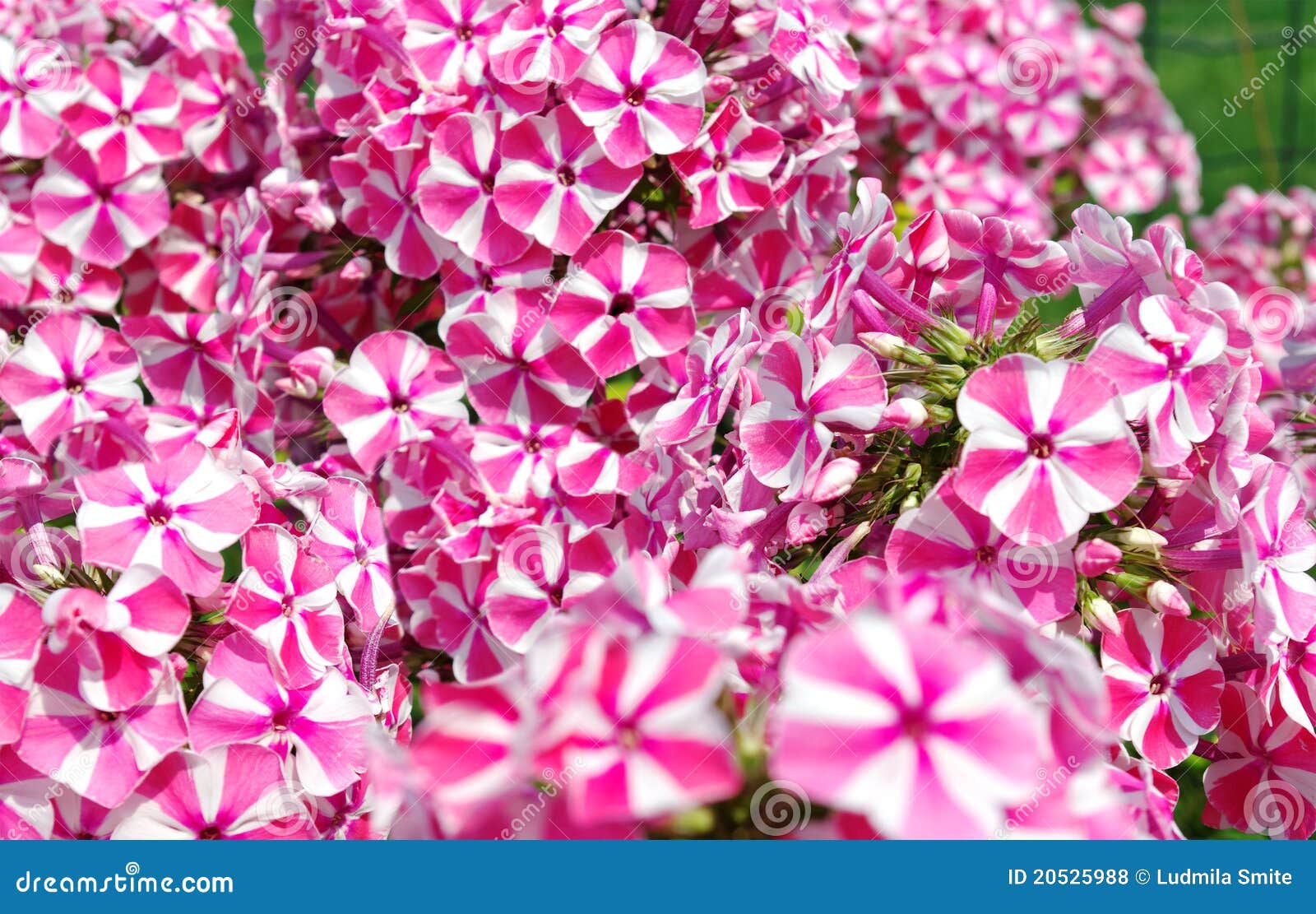 Flower bad. stock photo. Image of lilac, horizontal, garden - 20525988