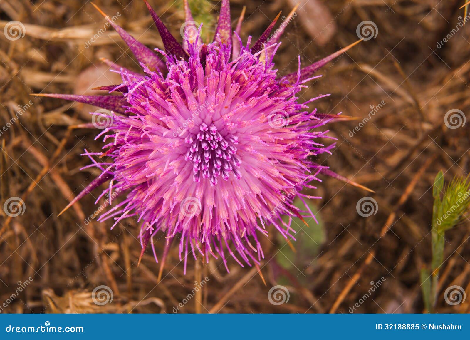 Flower of barb stock image. Image of botany, plant, flora - 32188885