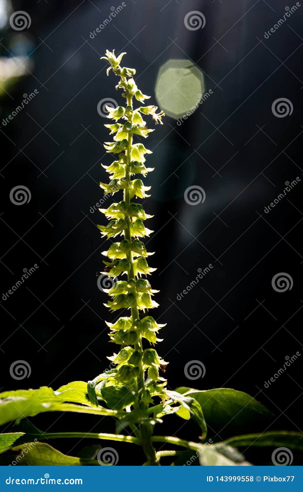 Flower of Basil with Sun Light Ray Stock Photo - Image of flower ...