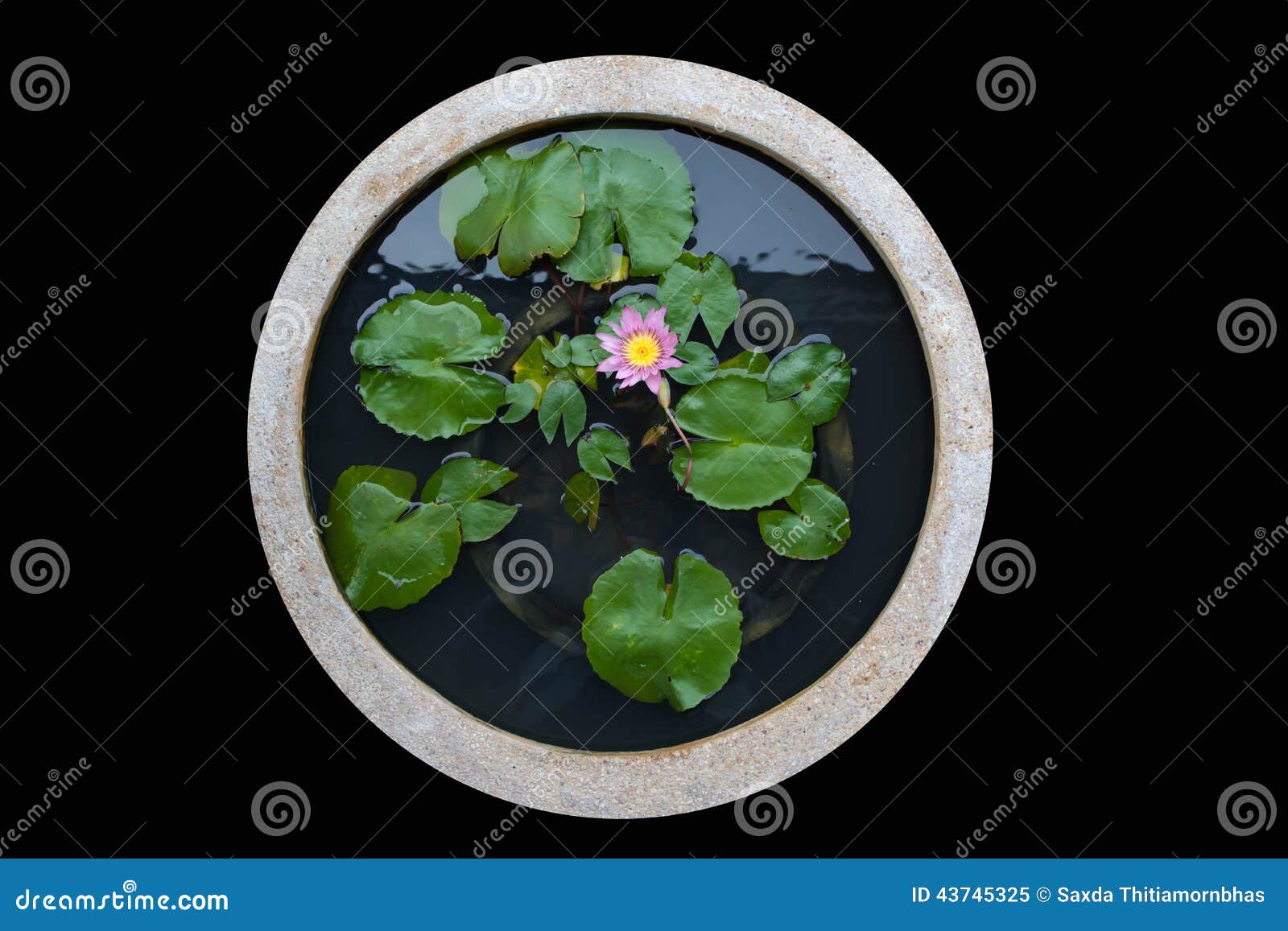 Flower basin isolated stock image. Image of circle, water - 43745325