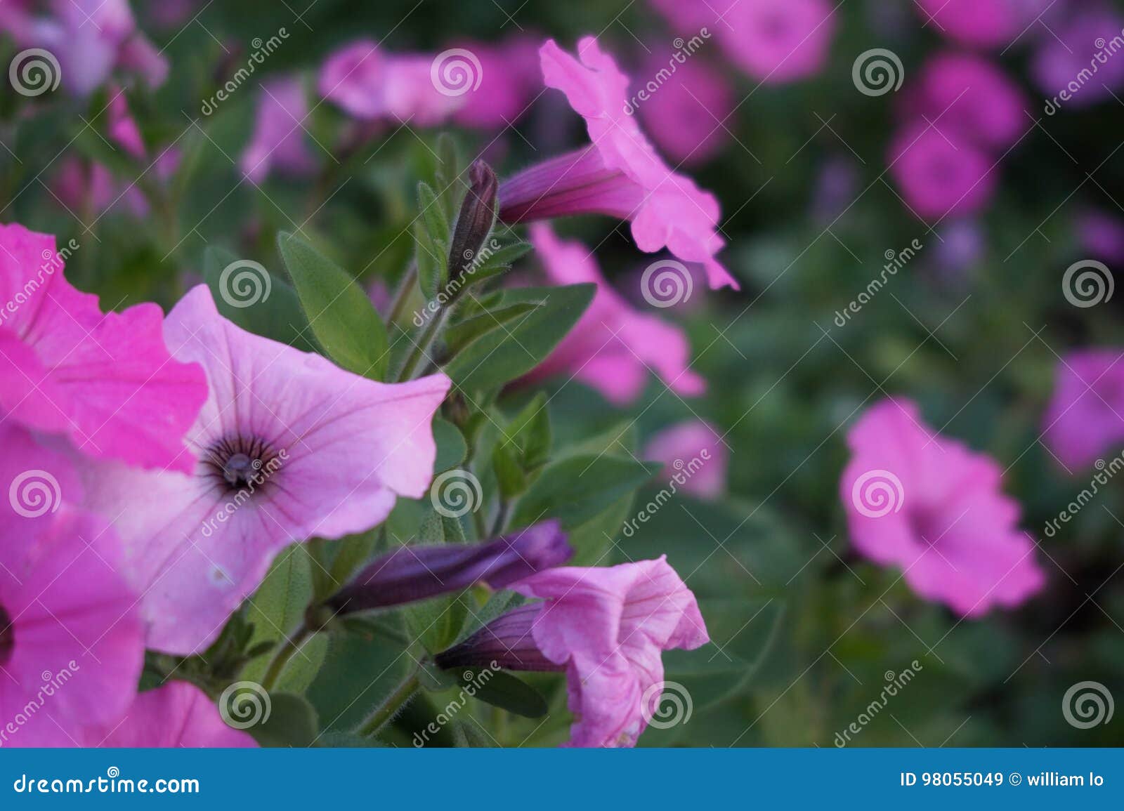 Flower batch stock image. Image of purple, flowers, flower - 98055049