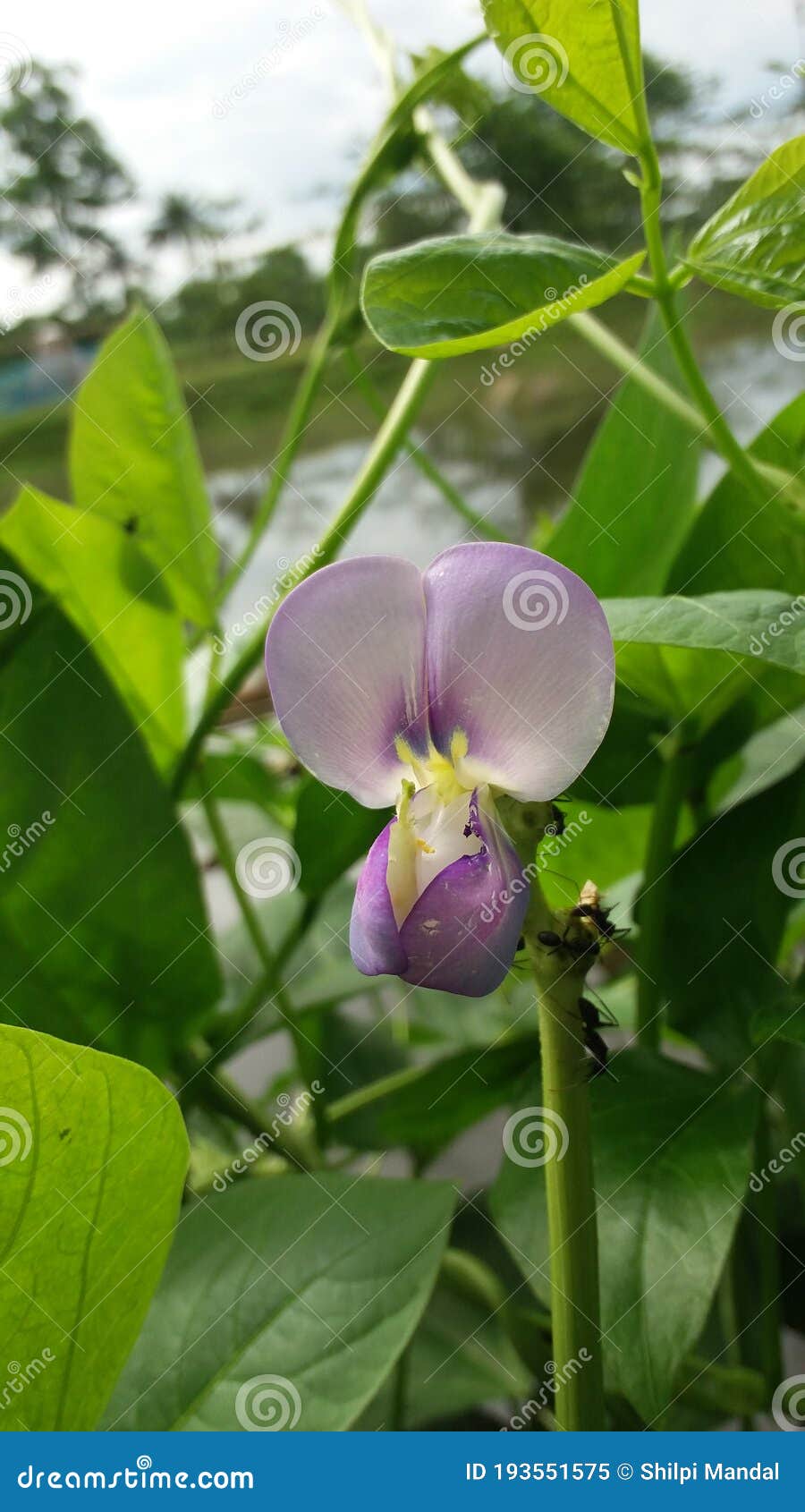 Flower Bean Flower in Plant Stock Image - Image of petal, nature: 193551575