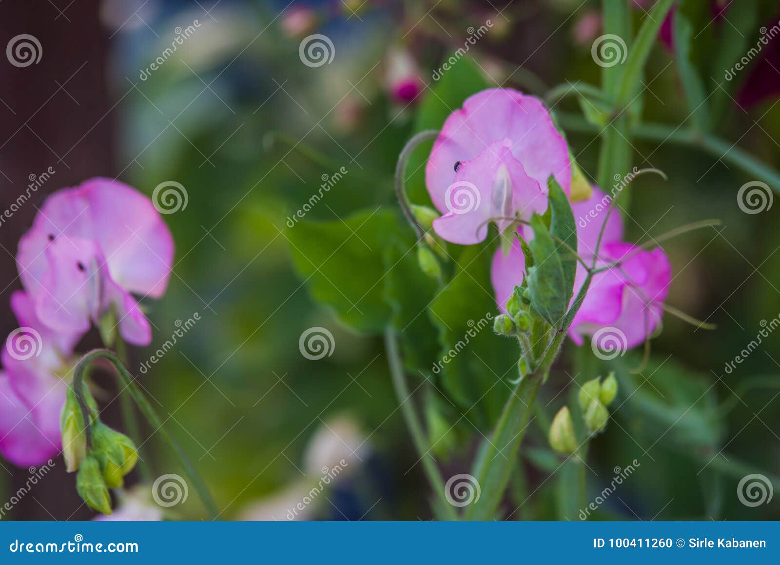 Flower beans stock photo. Image of blossom, aroma, coffee - 100411260