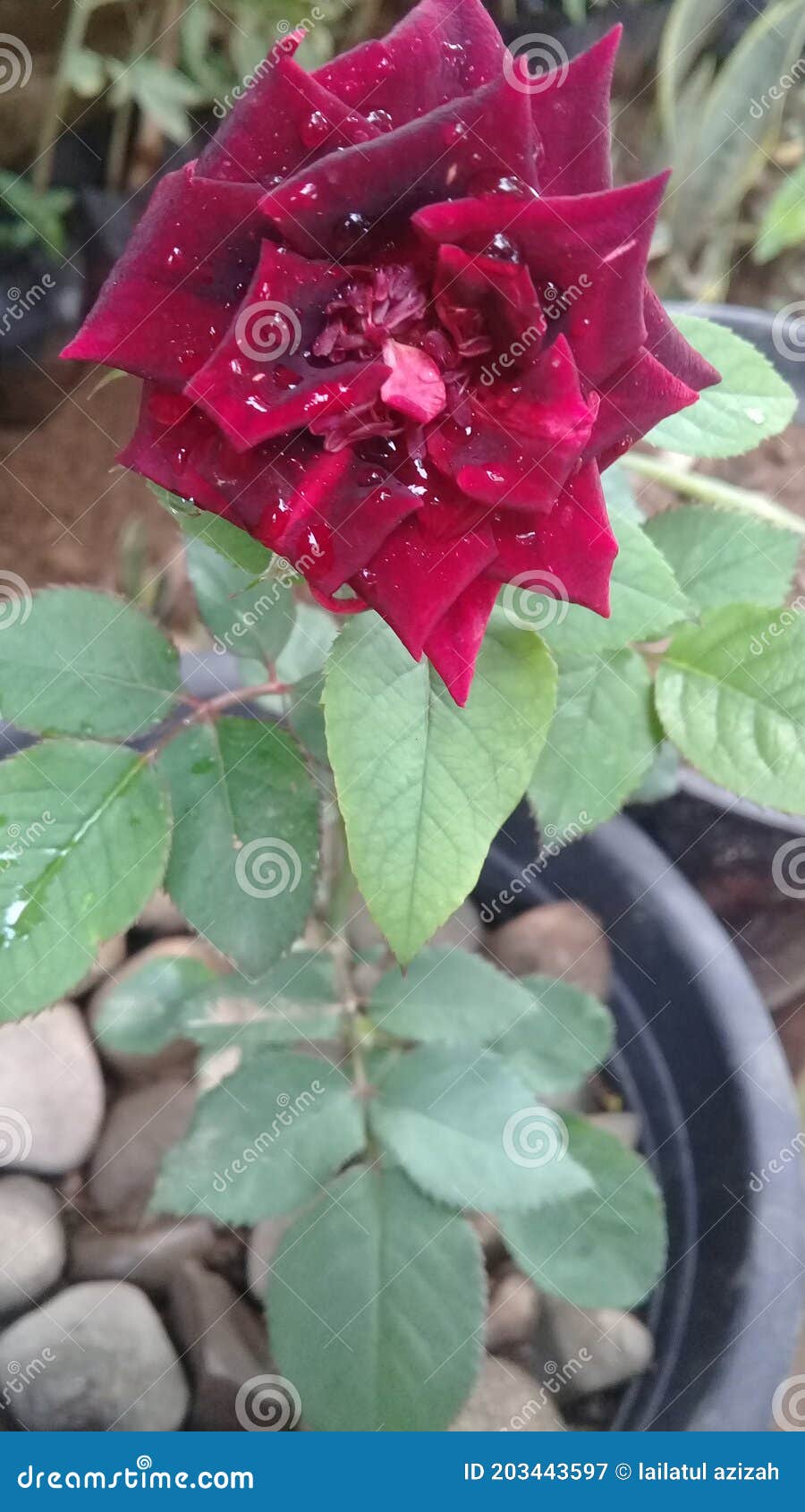 Bold red rose stock image. Image of shows, rose, breathe - 203443597