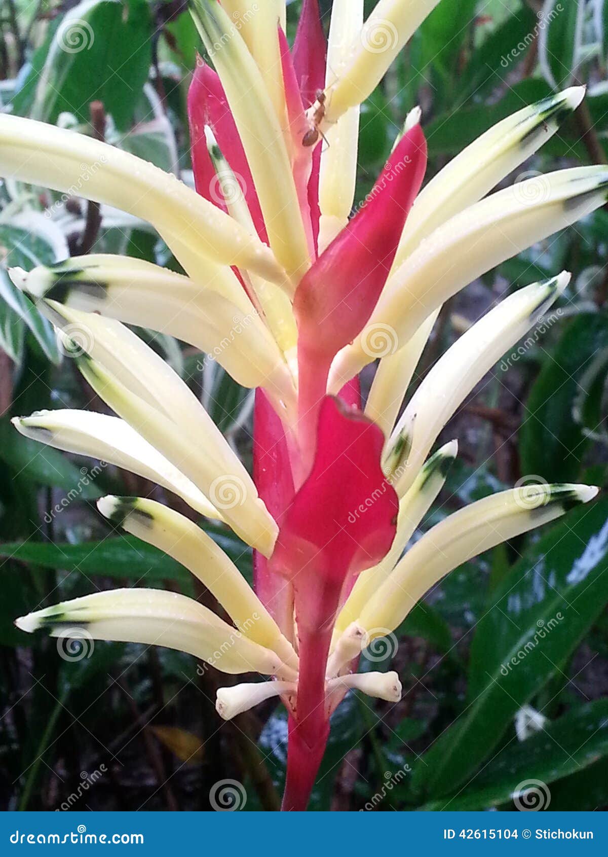 Flower stock photo. Image of beautiful, bossom, festoon - 42615104