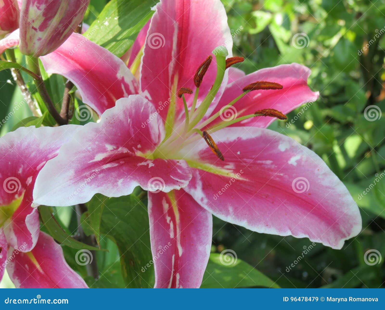 Flower stock image. Image of beautiful, woman, lilly - 96478479