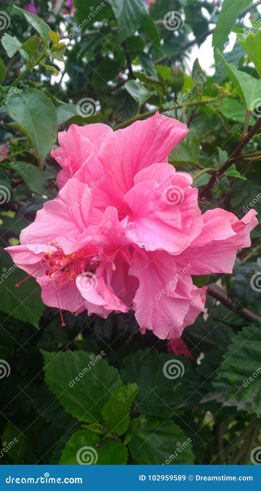 Flower stock image. Image of beautiful, papo, nature - 102959589