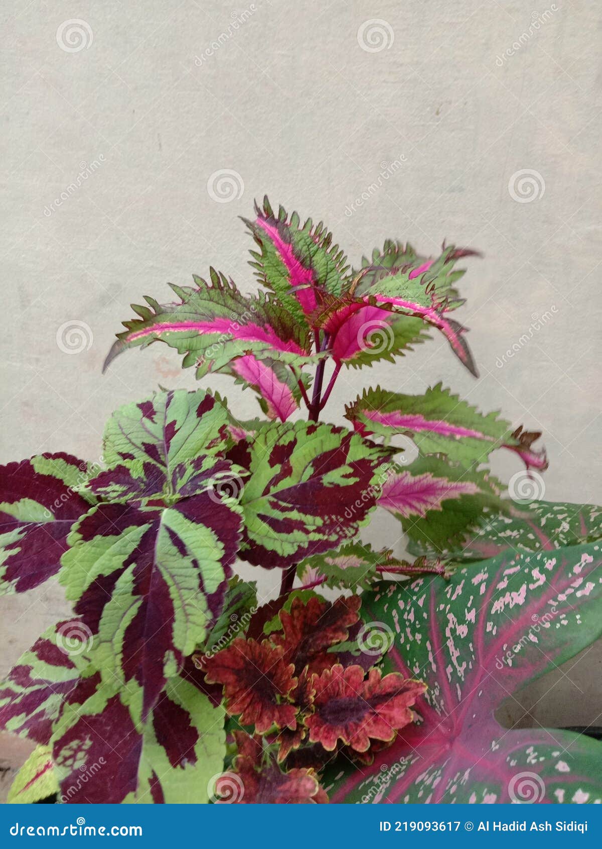 Flower so beautiful stock image. Image of green, flower - 219093617