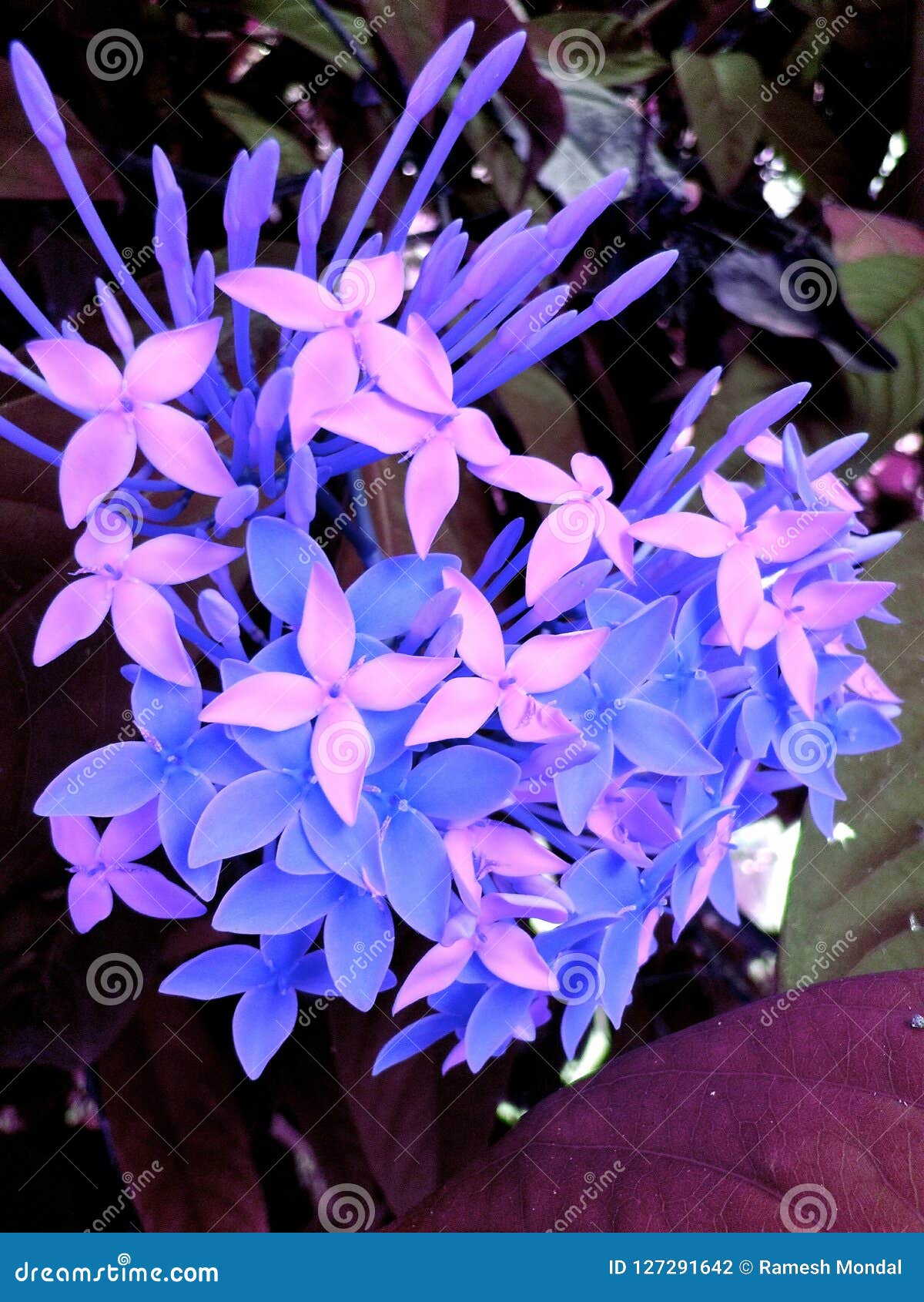 Flower stock photo. Image of closeup, fluer, beautiful - 127291642