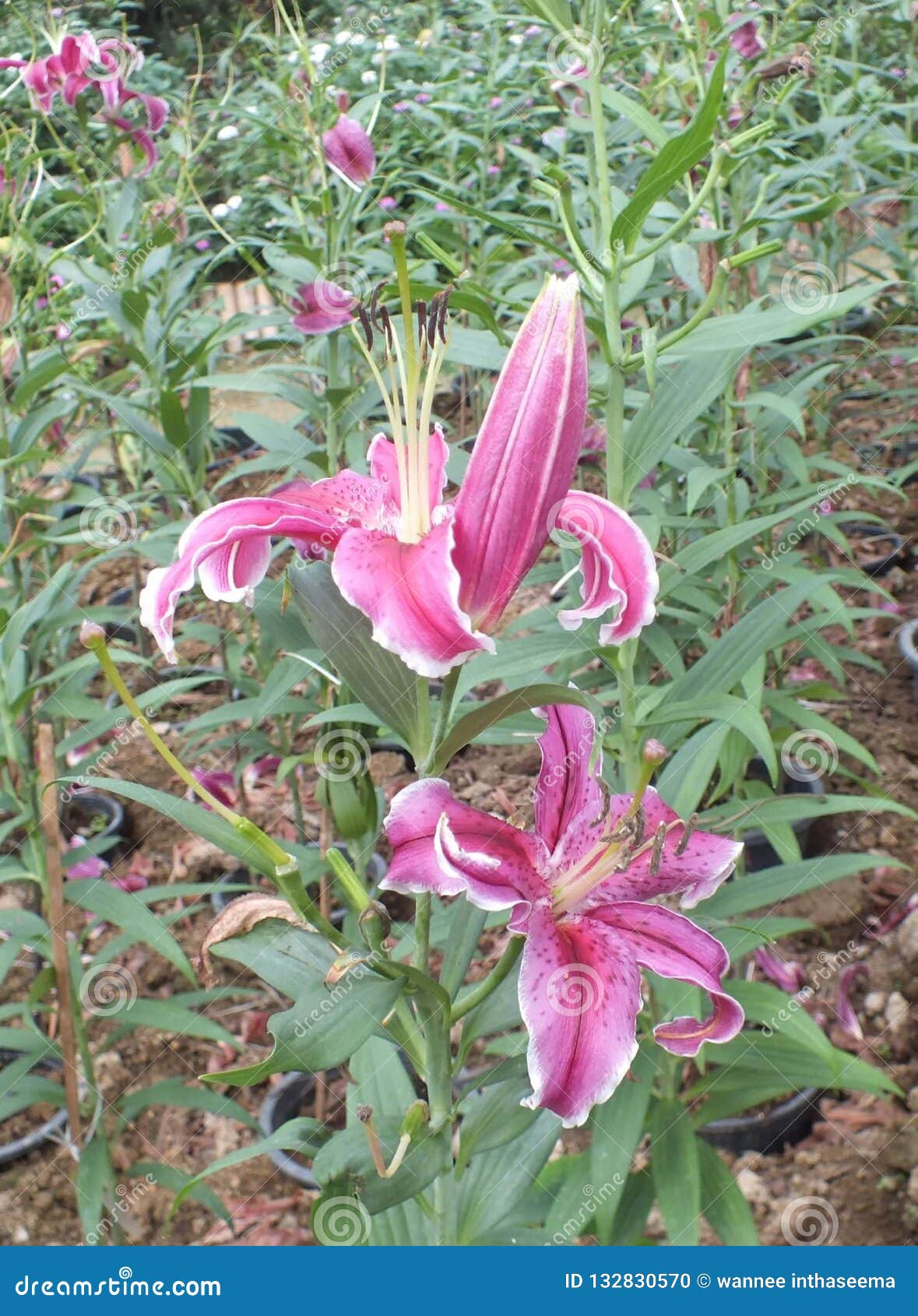 Linly stock photo. Image of linly, violetflower, flower - 132830570