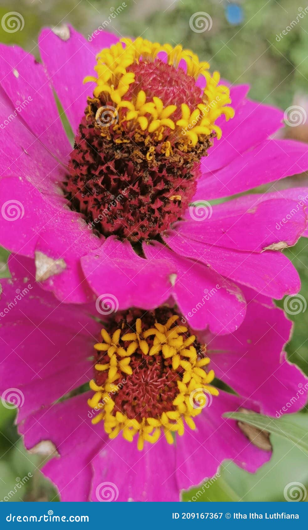 Flower Beautiful of Natural Magenta Stock Image - Image of natural ...