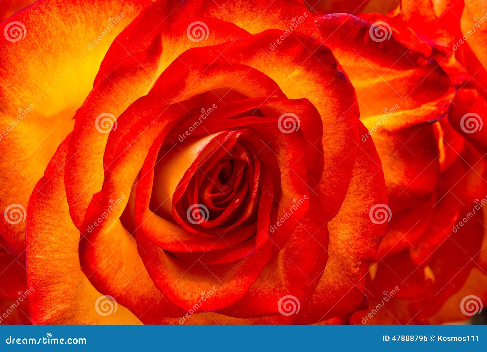 Flower Beautiful Orange Rose Stock Photo - Image of nature, leaf: 47808796