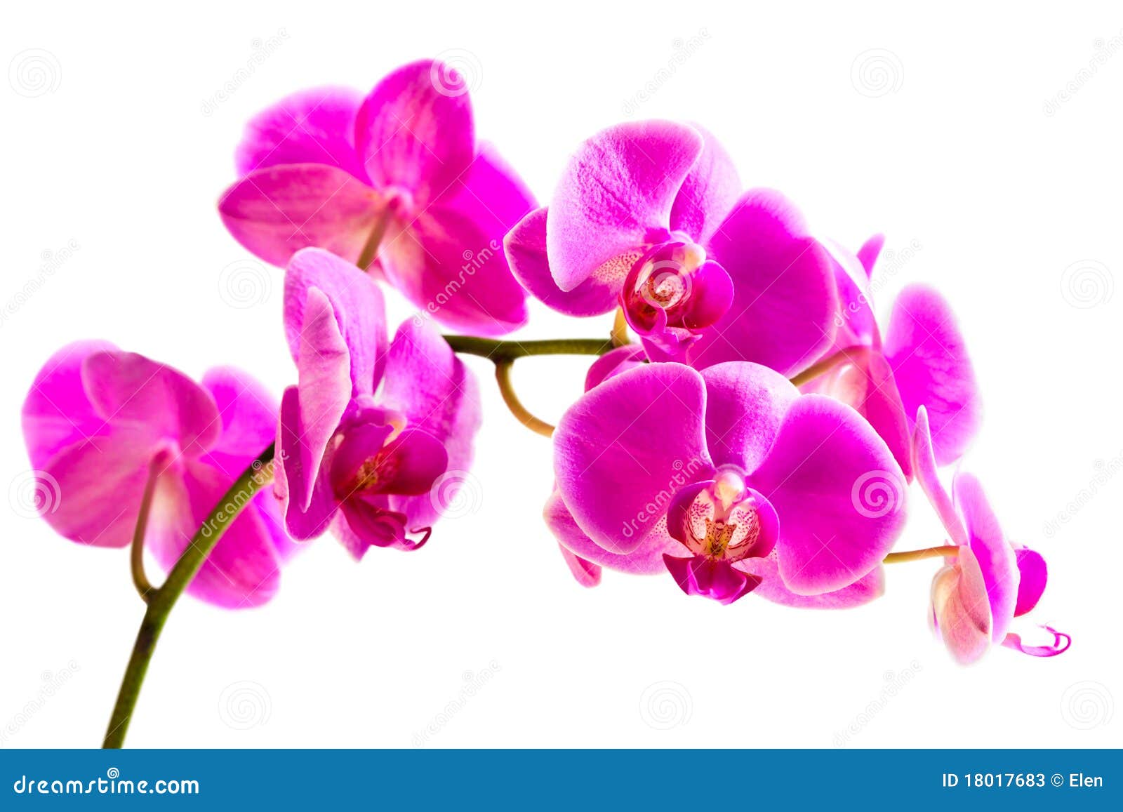 Flower Beautiful Pink Orchid Stock Image - Image of blossoming, orchid ...