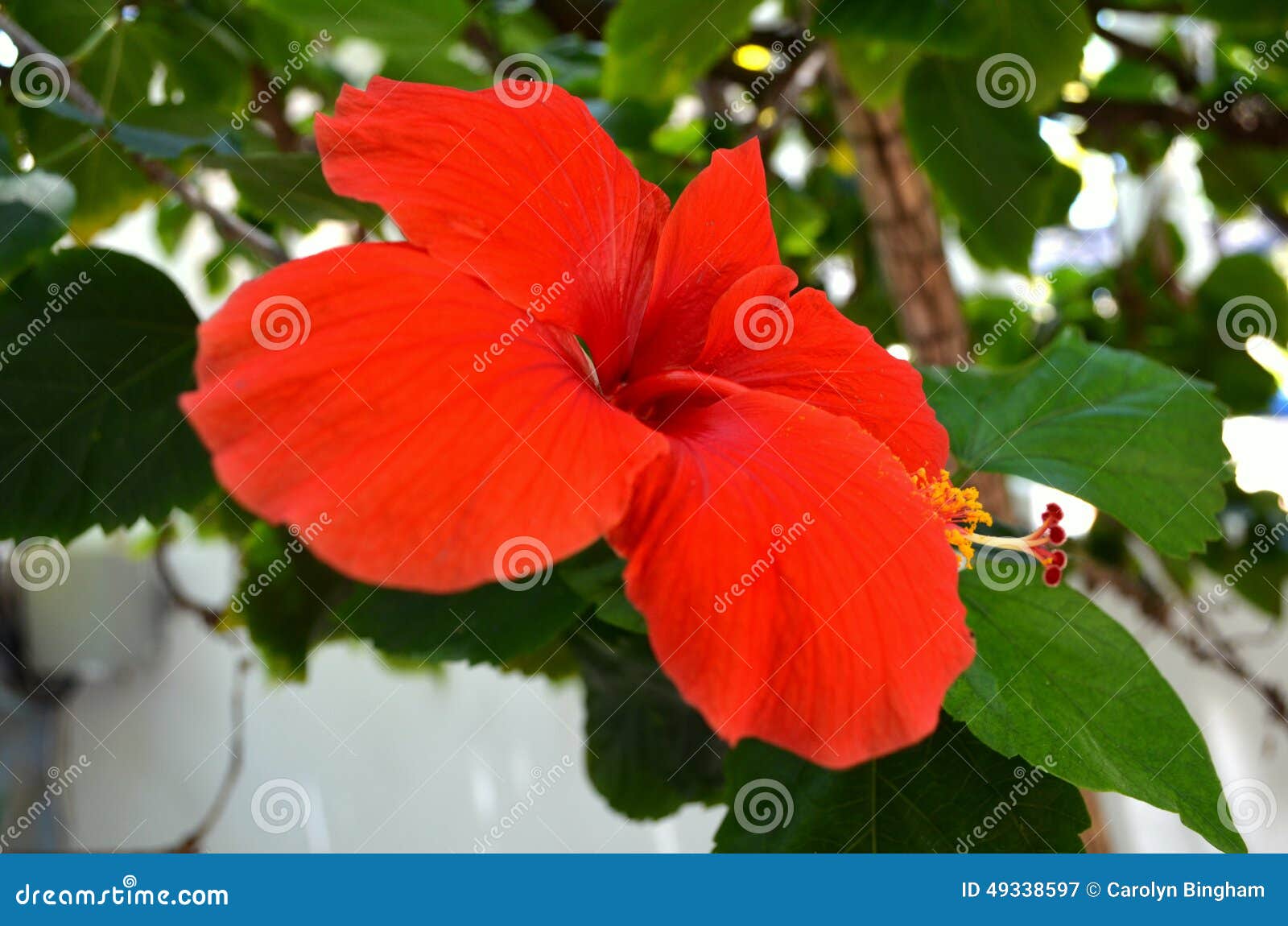 Flower stock image. Image of summer, travel, warm, rico - 49338597