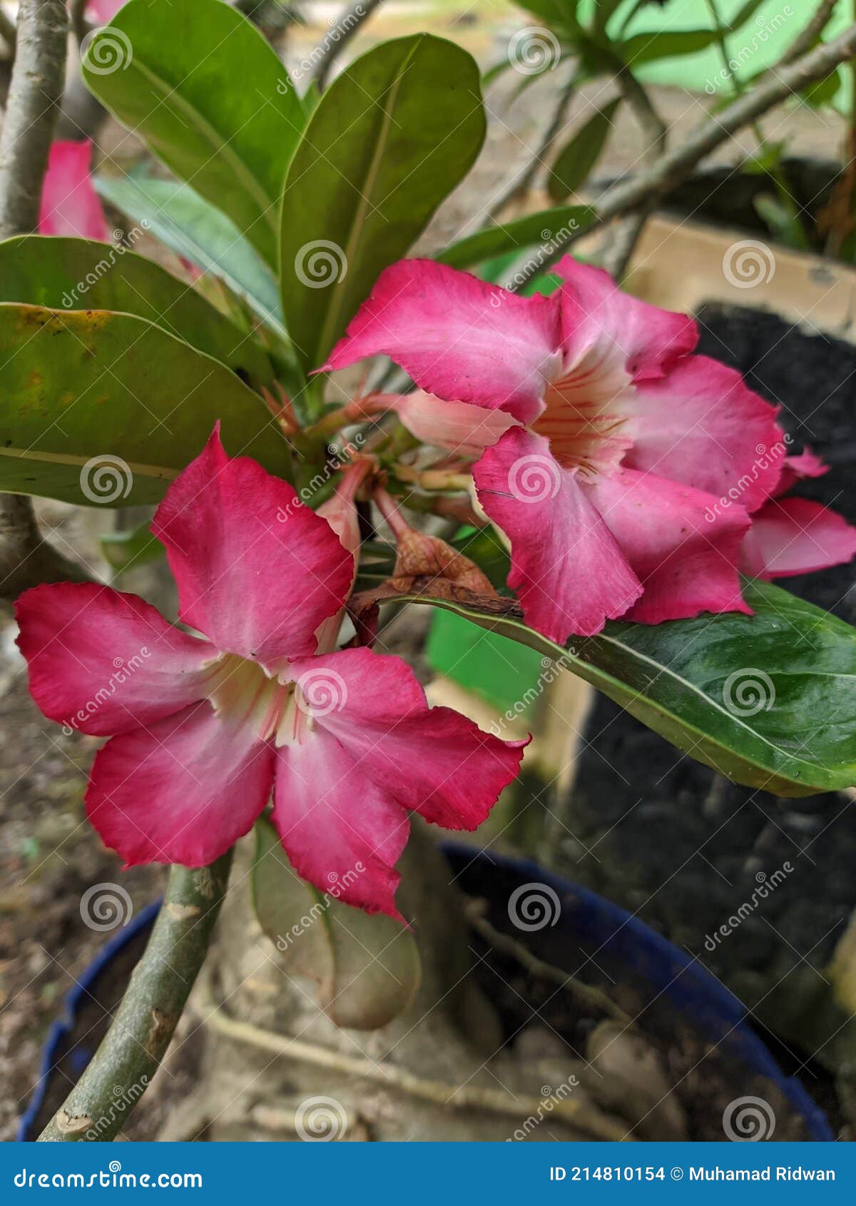 Flower are Beautiful and Radiant Stock Photo - Image of radiant ...