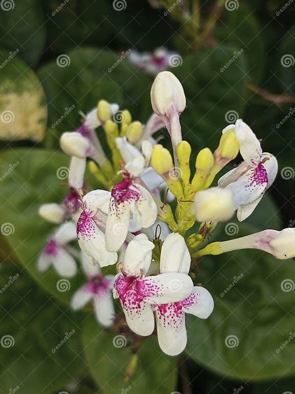 Flower Beautiful Viral for West Java Stock Photo - Image of viral, java ...