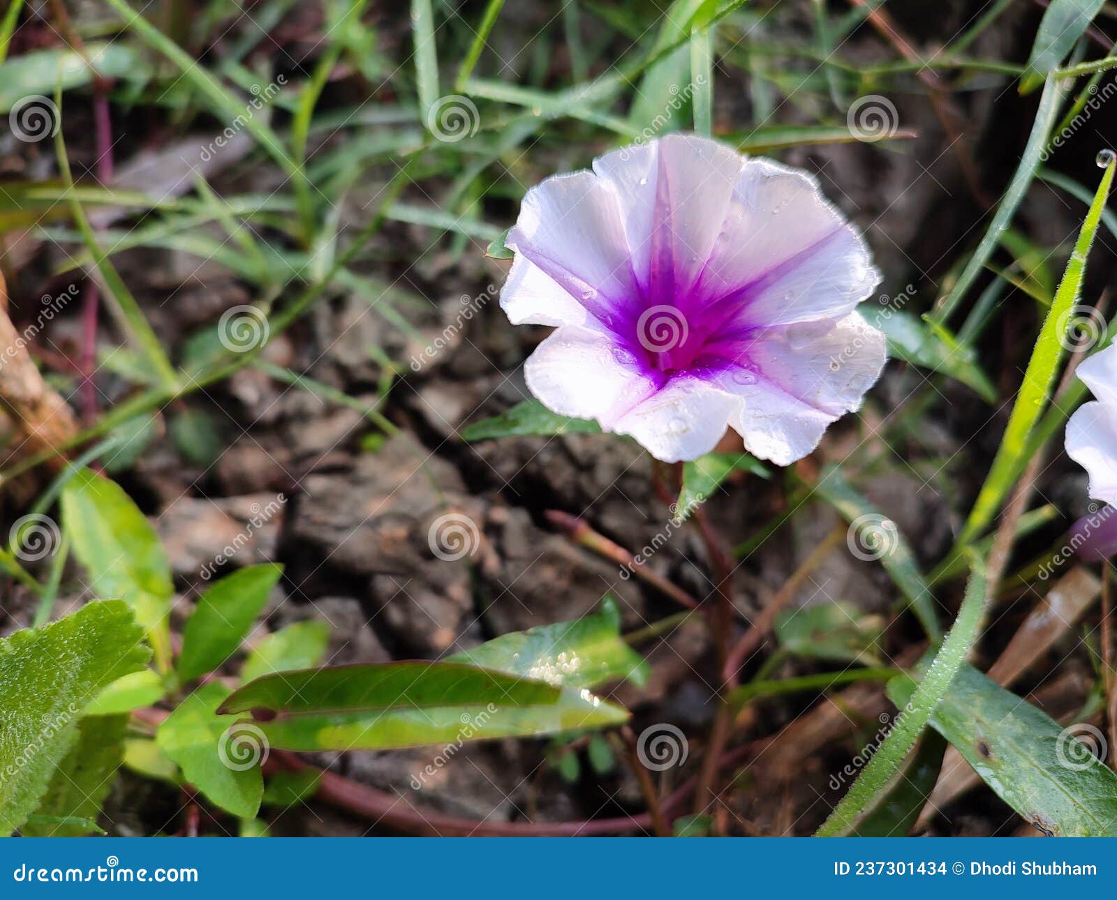 Flower Beautiful Water Dropped Stock Photo - Image of blossom, plant ...