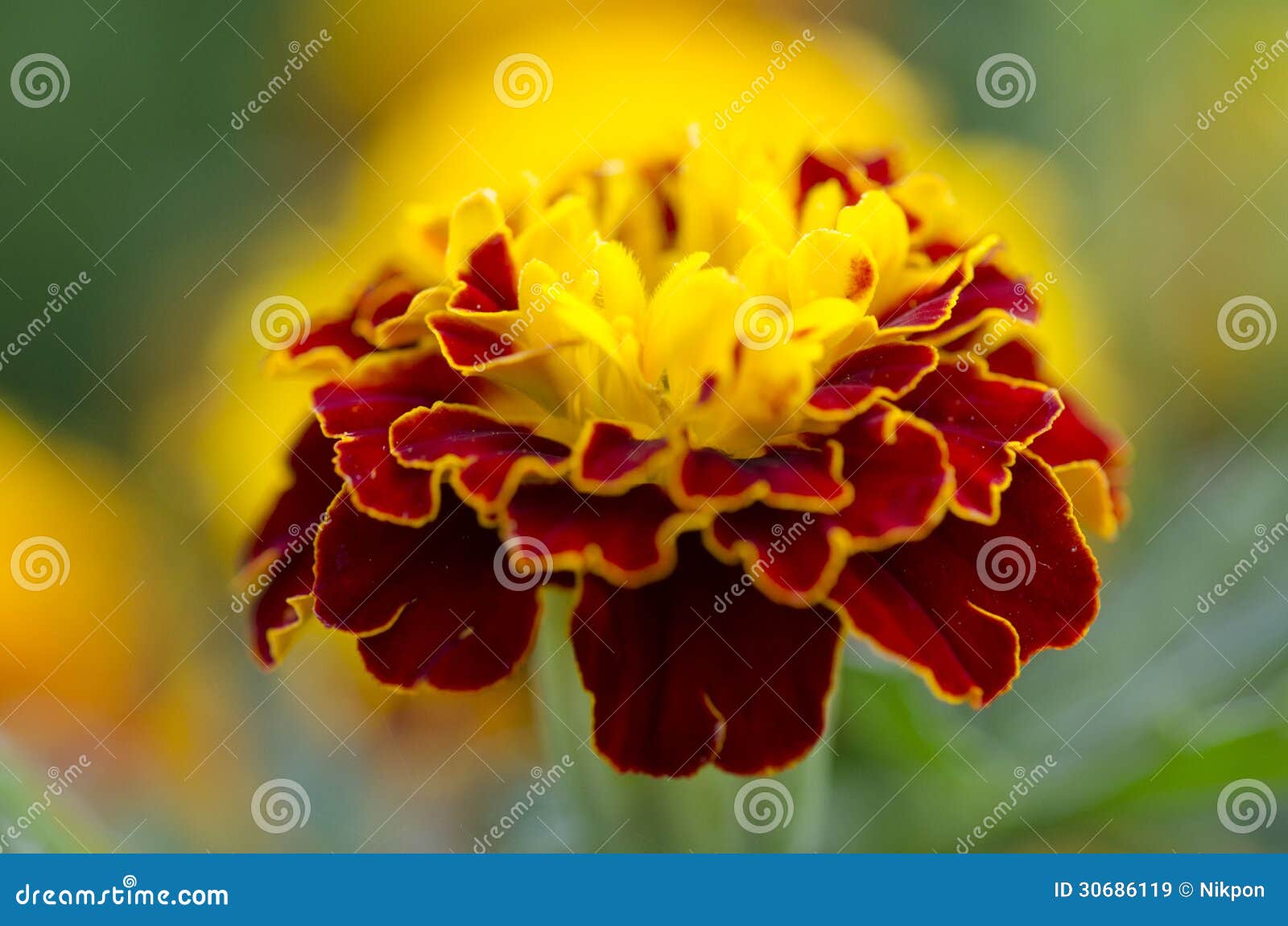 Flower stock image. Image of petal, flower, summer, pollination - 30686119