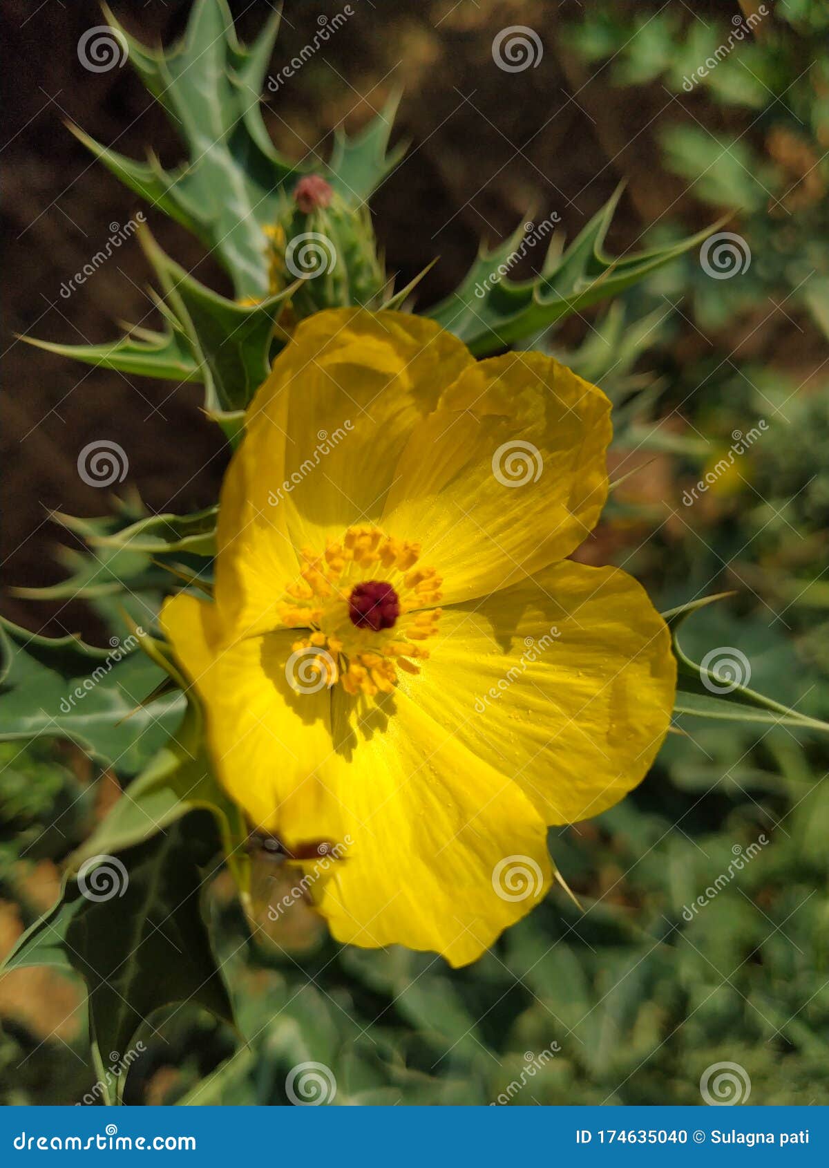 Flower stock photo. Image of patel, beautiful, flower - 174635040