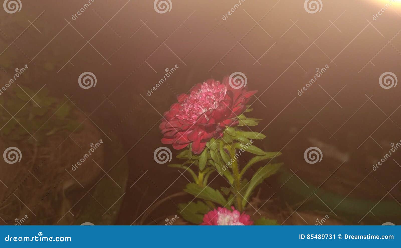 Flower stock image. Image of plant, jabaras, flower, beauty - 85489731