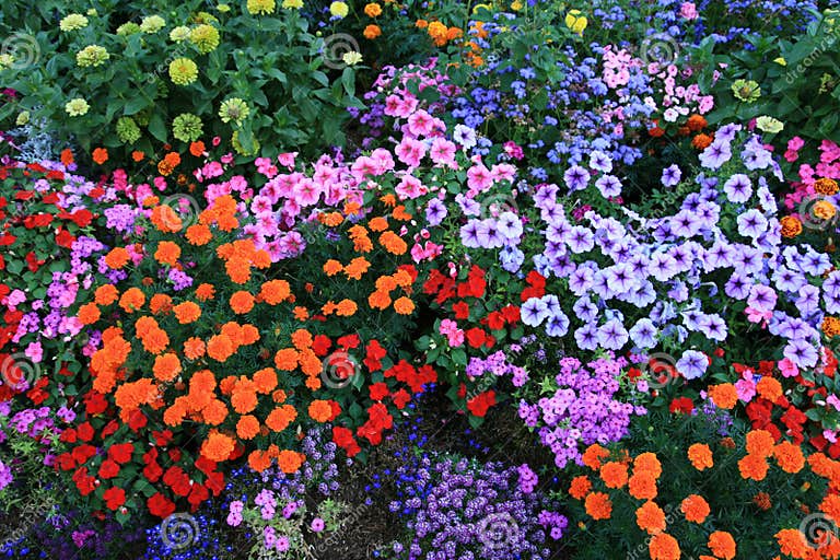 Flower bed stock image. Image of orange, flowery, flower - 6111313