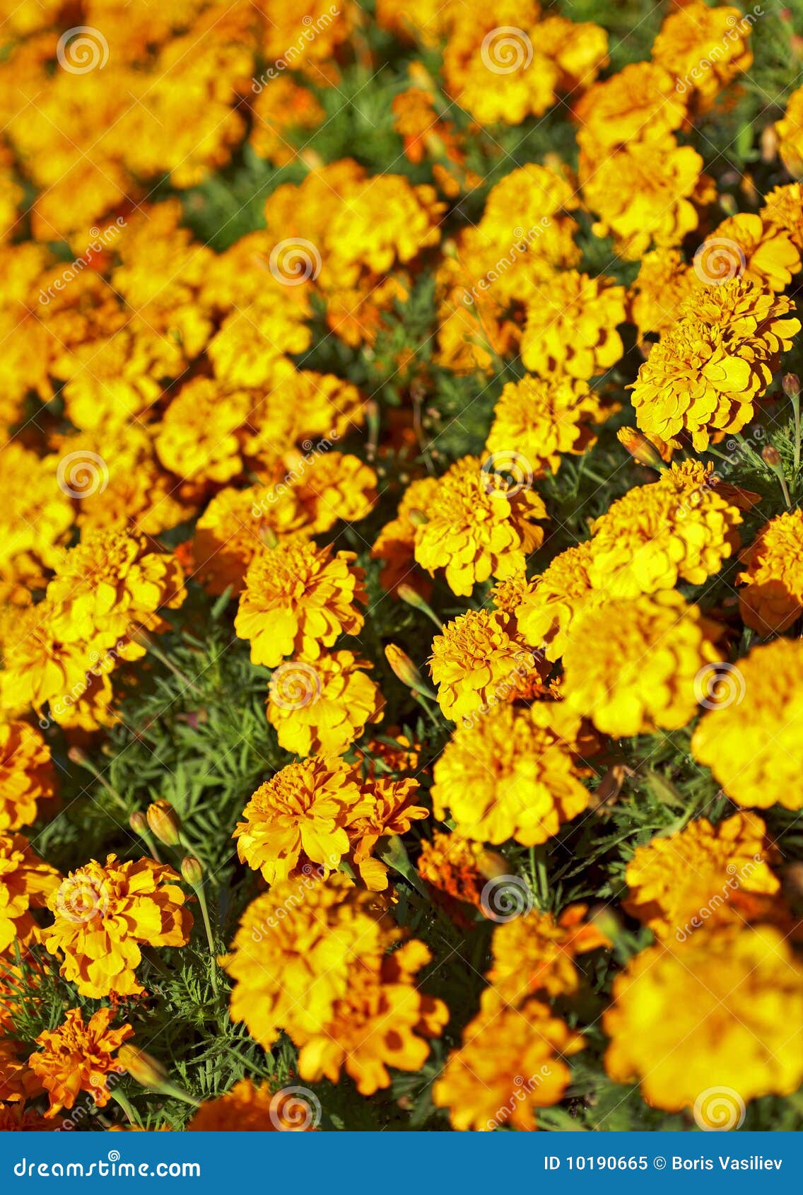 Flower Bed of Beautiful Marigold Stock Image - Image of marigold ...