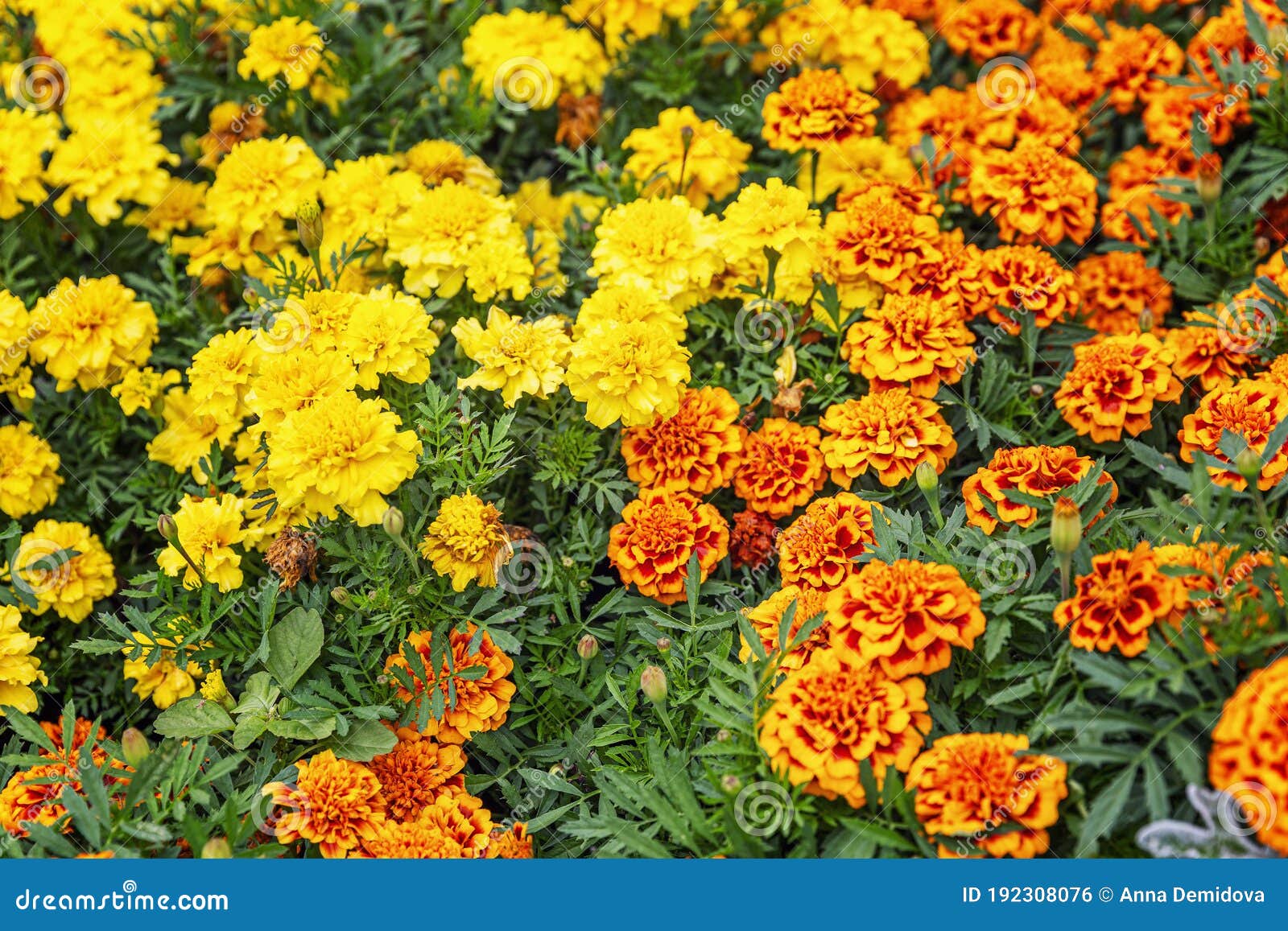 A Flower Bed with Blooming Marigolds. Close-up. Backgrounds and ...