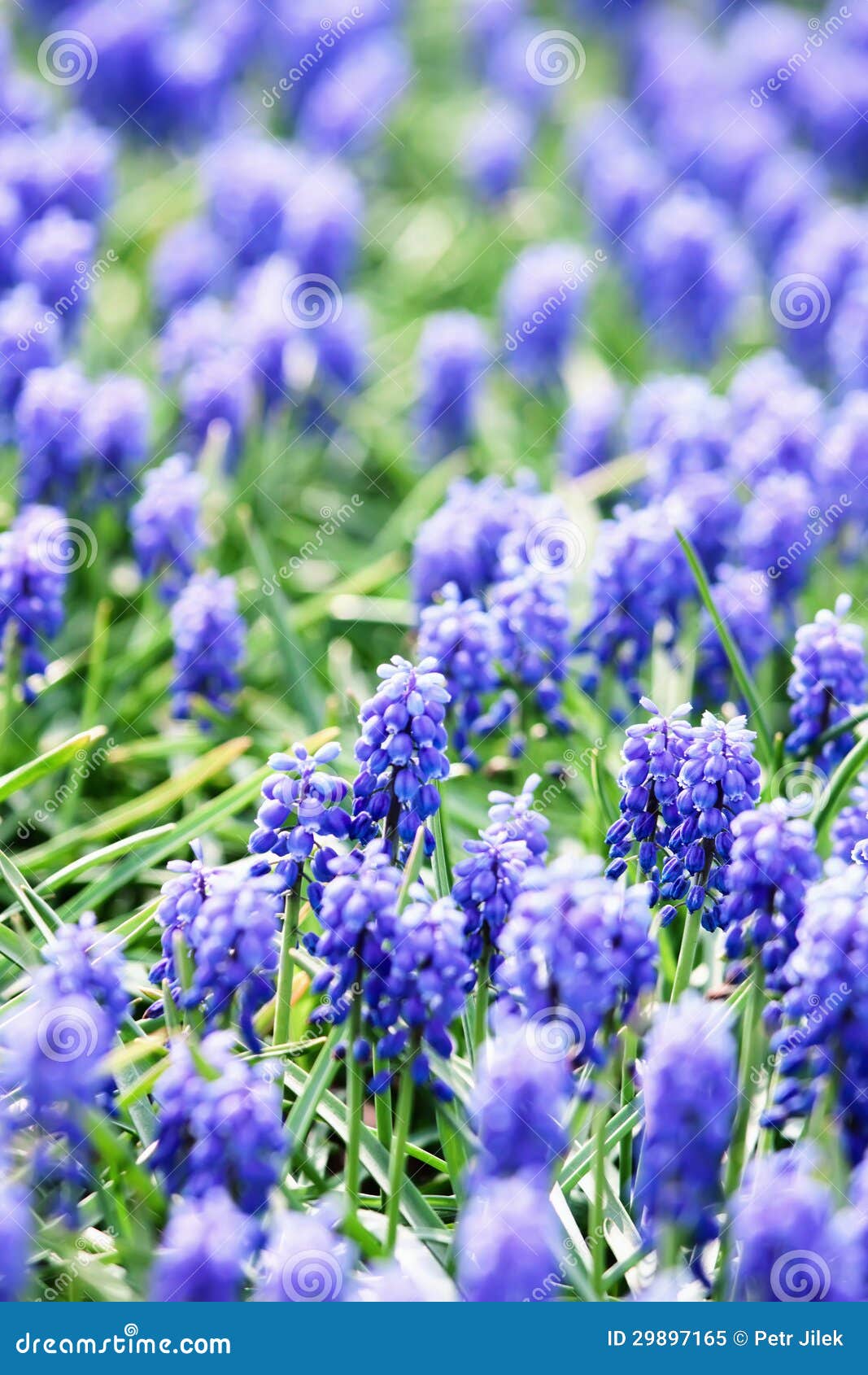 A Field of Blue Common Grape Hyacinths Stock Image - Image of growth ...