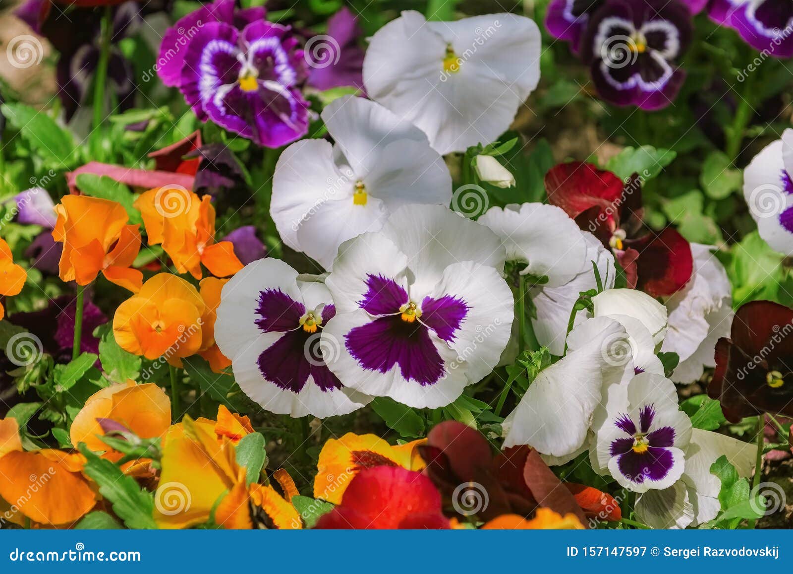 Flower Bed com Panteras imagem de stock. Imagem de cama - 157147597