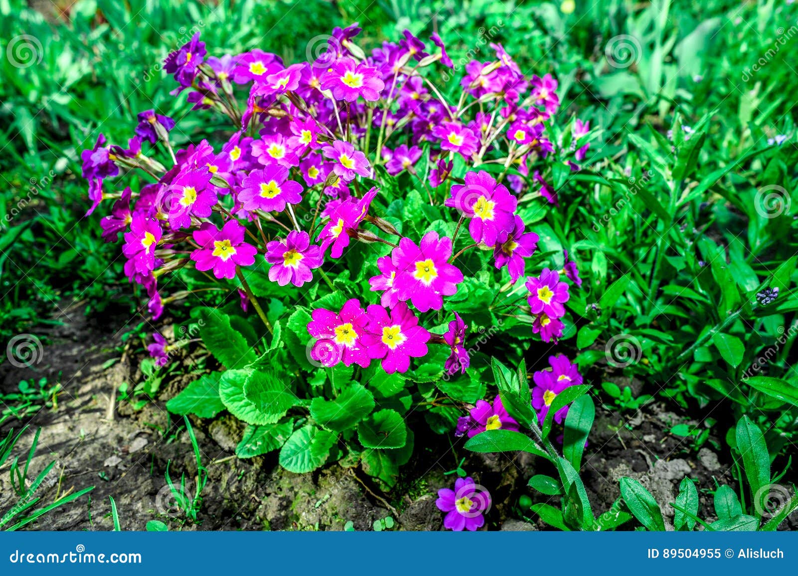 Flower Bed with Flowering Primroses in the Garden in the Spring. Stock ...