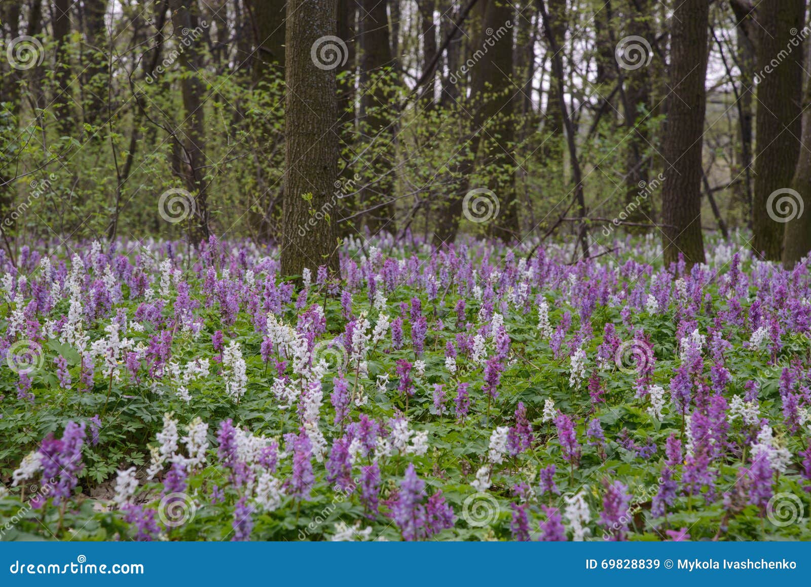 Flower-bed in forest stock image. Image of tree, blossom - 69828839