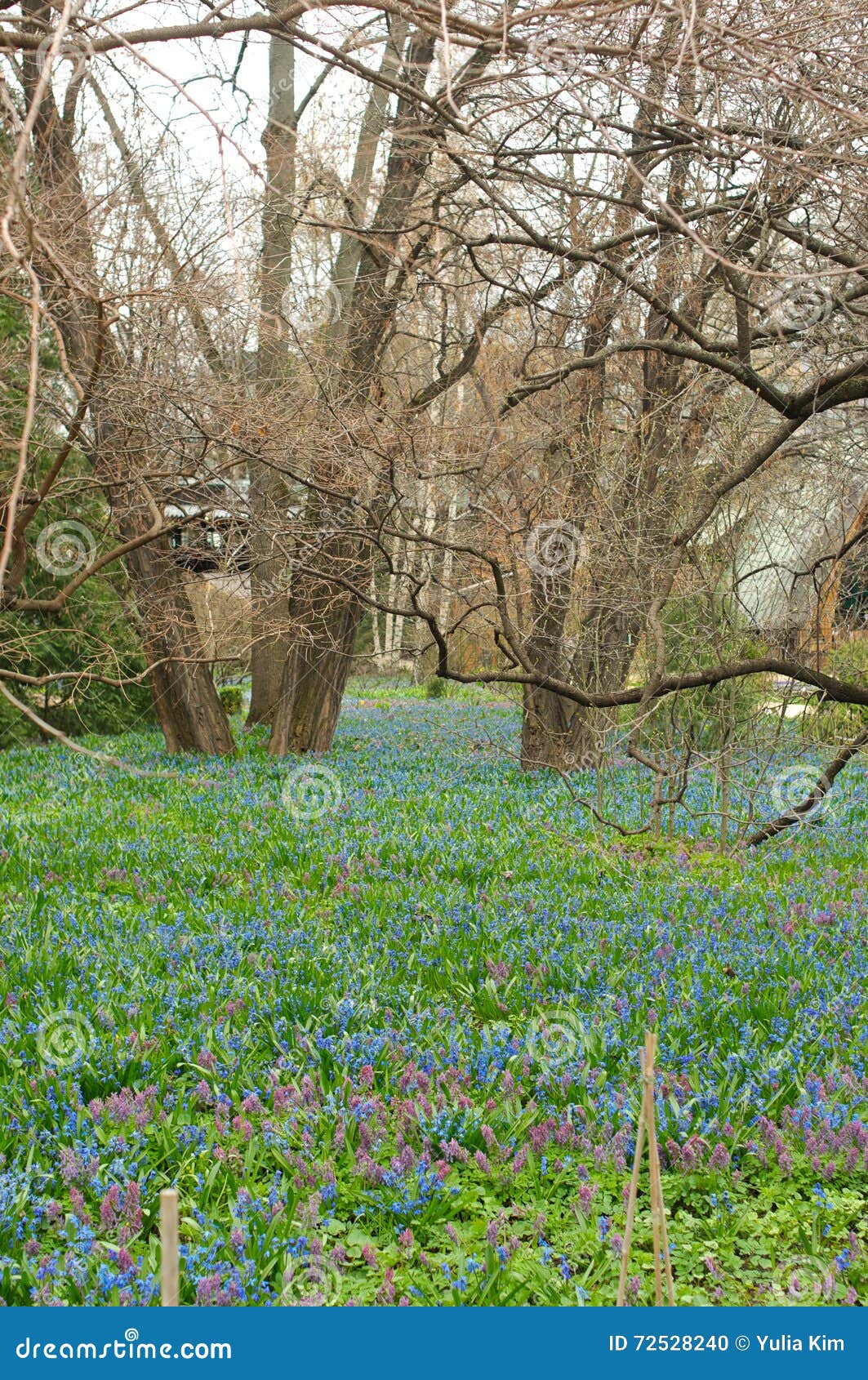 Flower Bed in the Forest Vertical Stock Photo - Image of close, outdoor ...