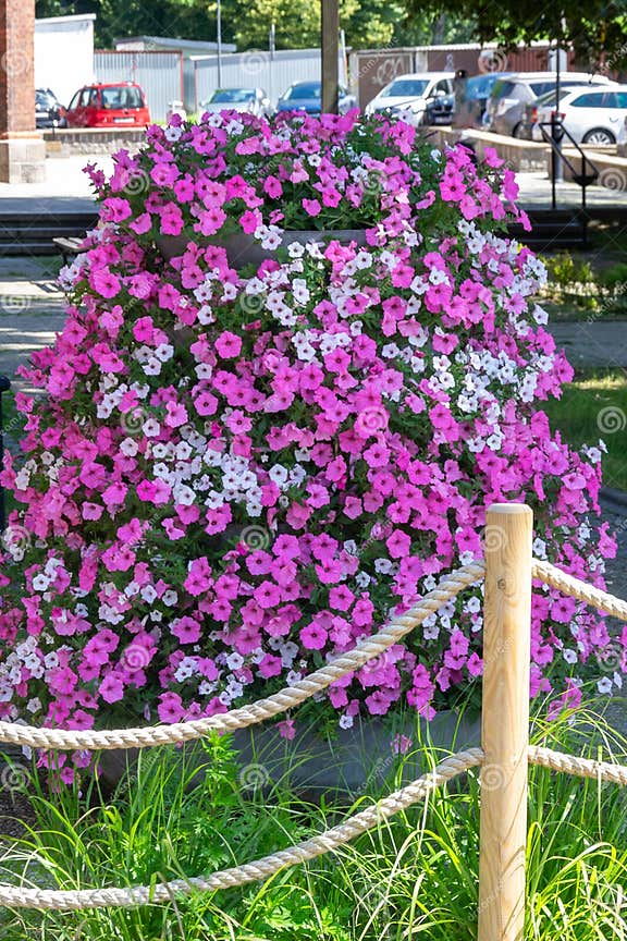 Flower Bed with Geraniums in the Park Stock Image - Image of leaf ...