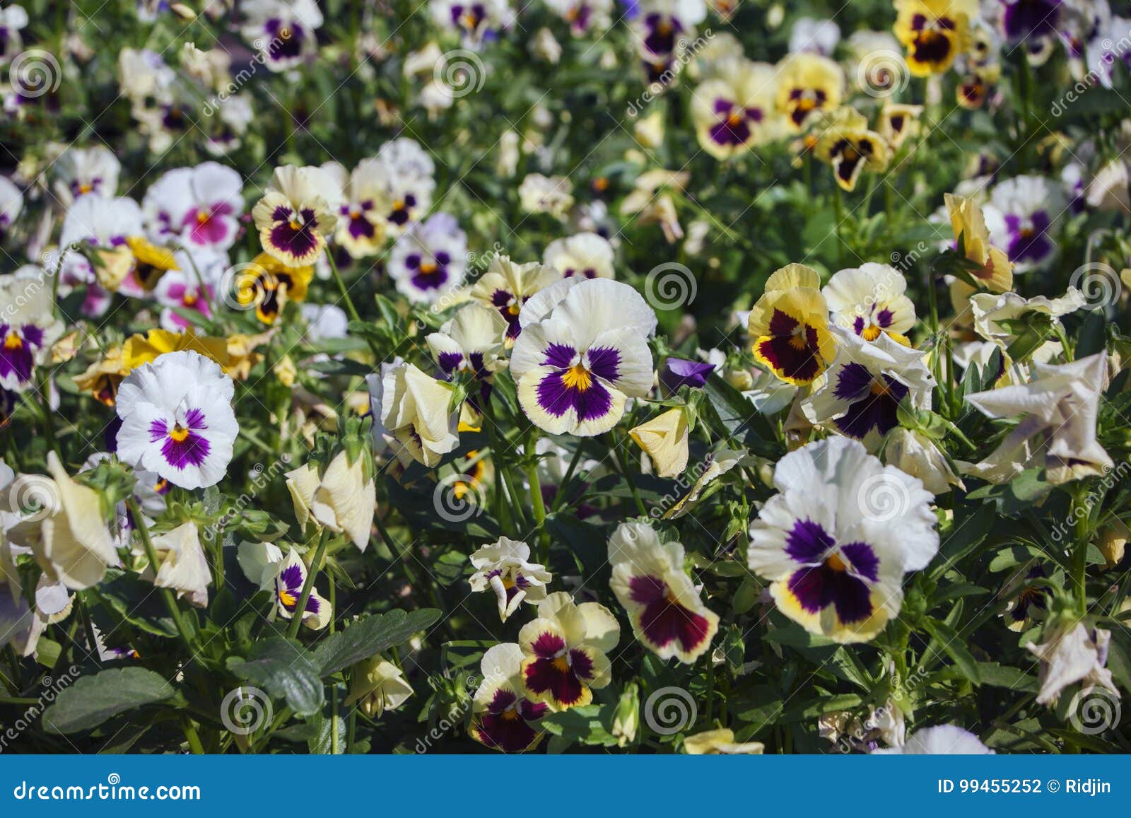 A Flower Bed with Multi-colored Pansies. Stock Photo - Image of garden ...