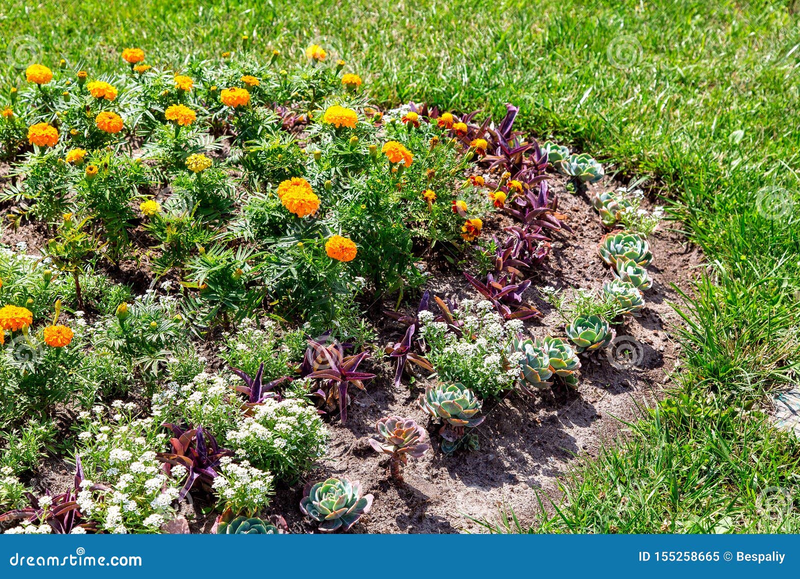 Flower Bed with Orange Marigold. Stock Image - Image of landscaped ...