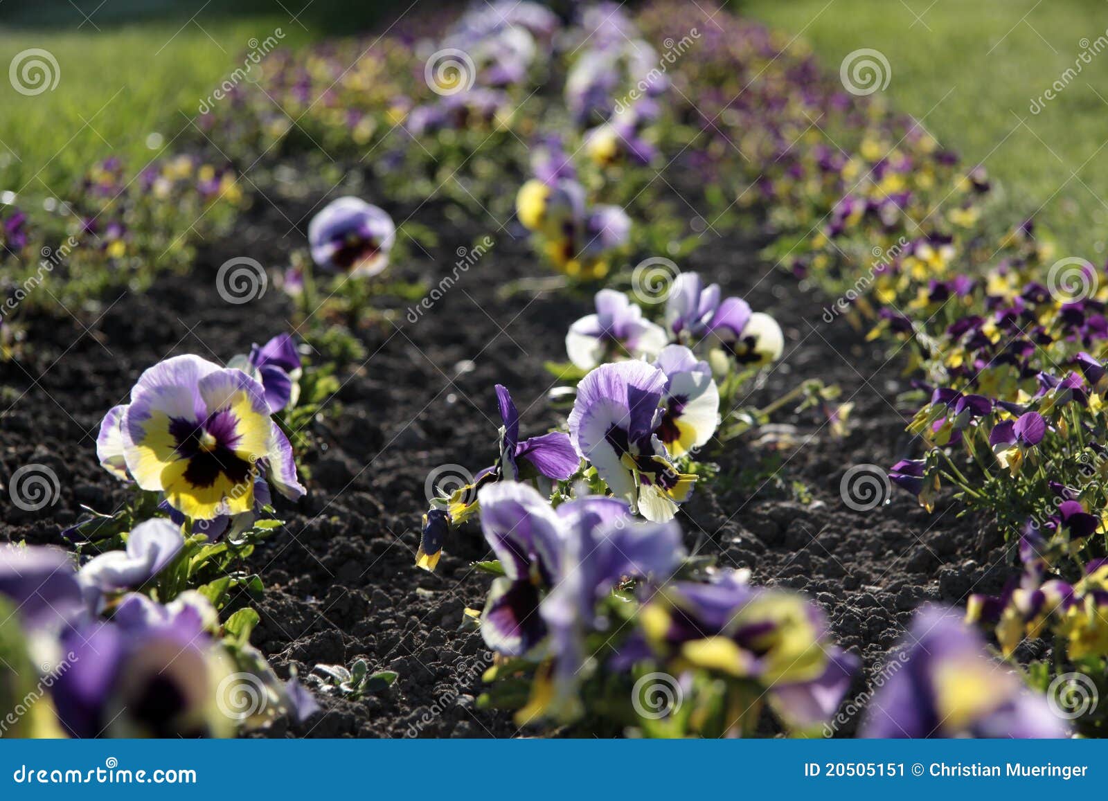 Flower bed with pansies stock image. Image of gardening - 20505151