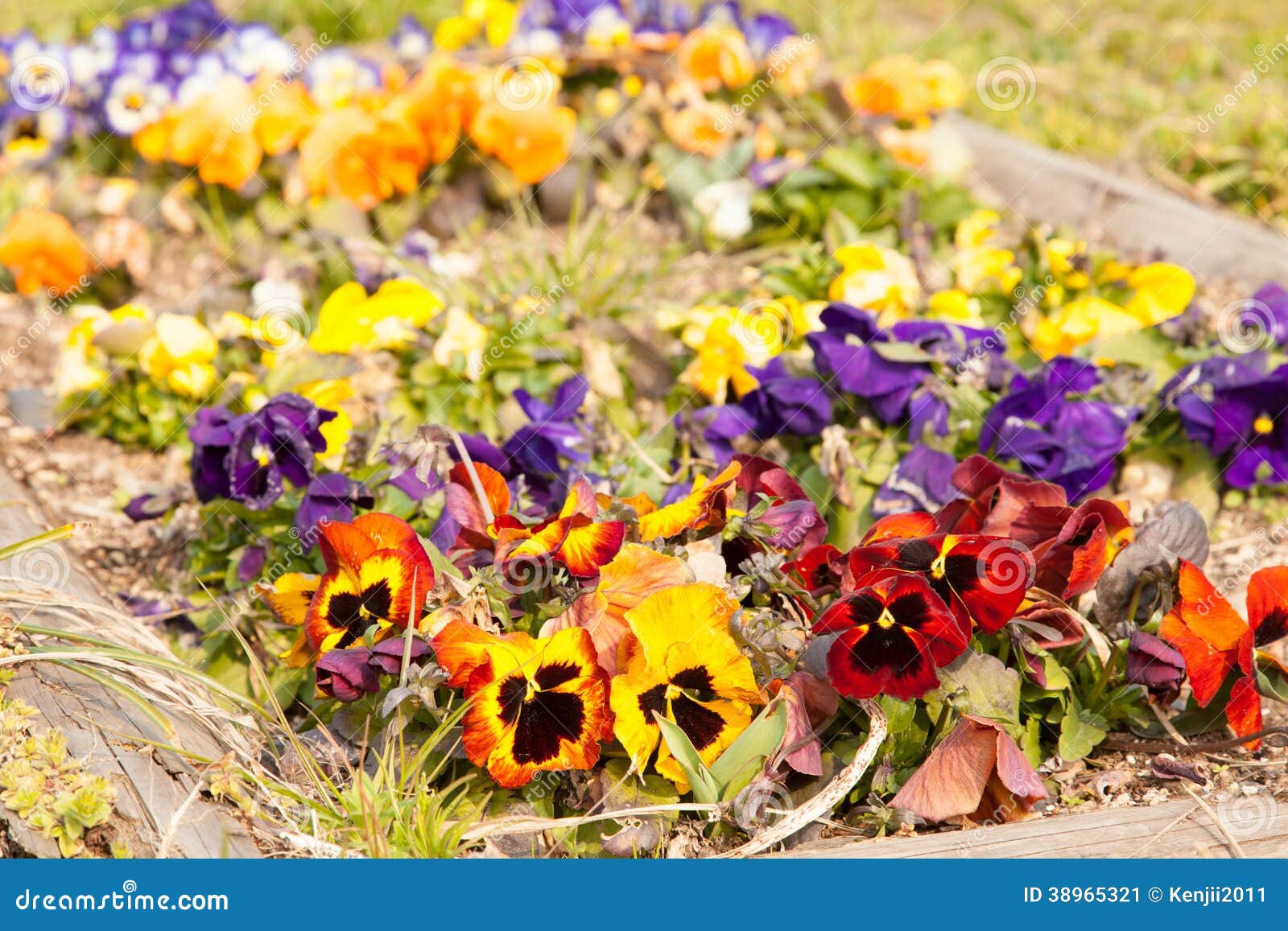 Flower Bed of Pansies Flower Bloom Stock Image - Image of leaf, fresh ...