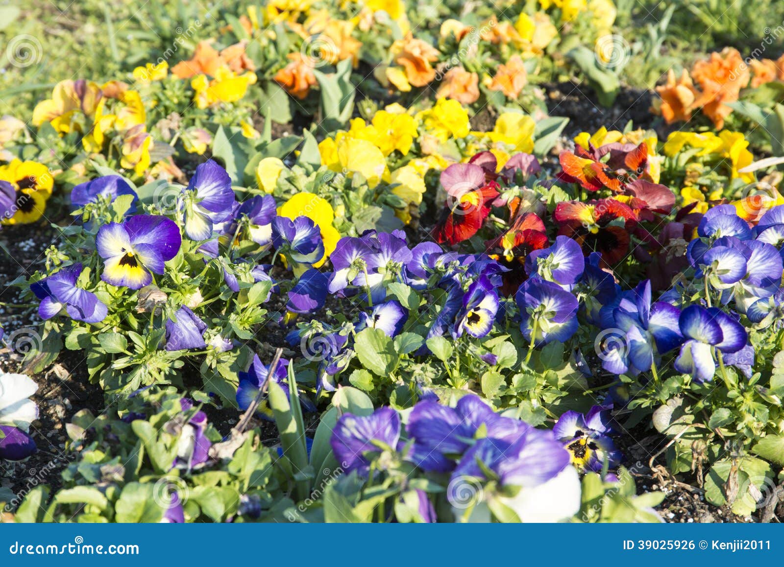 Flower Bed of Pansies Flower Bloom Stock Photo - Image of natural ...