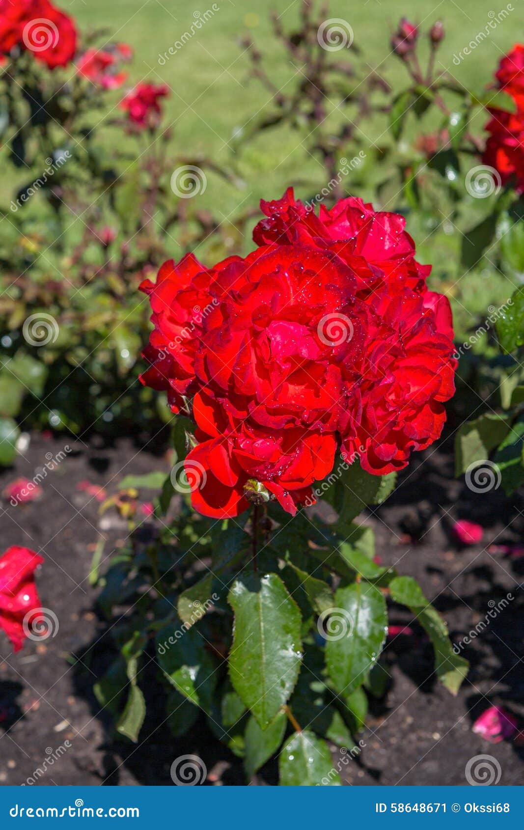 Flower bed of red roses stock image. Image of summer - 58648671
