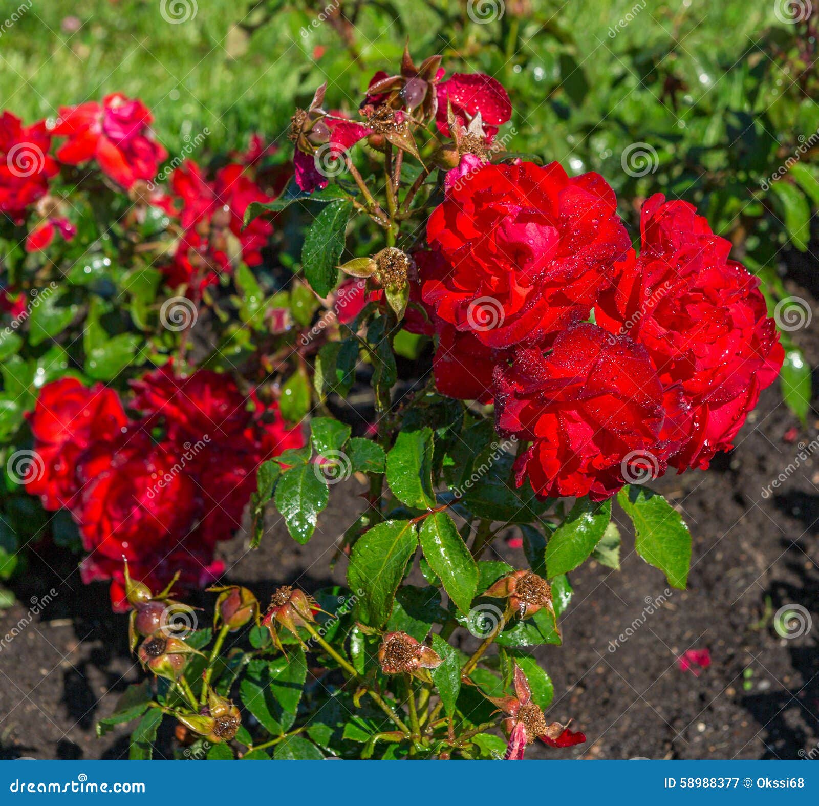 Flower bed of red roses stock image. Image of blossom - 58988377