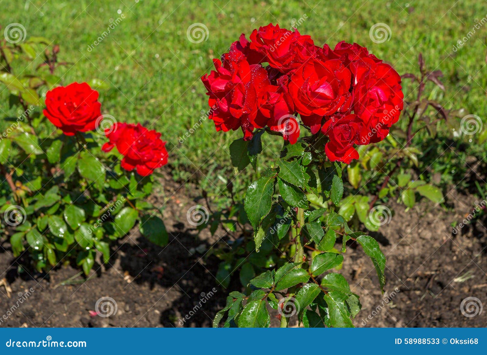 Flower bed of red roses stock image. Image of formal - 58988533