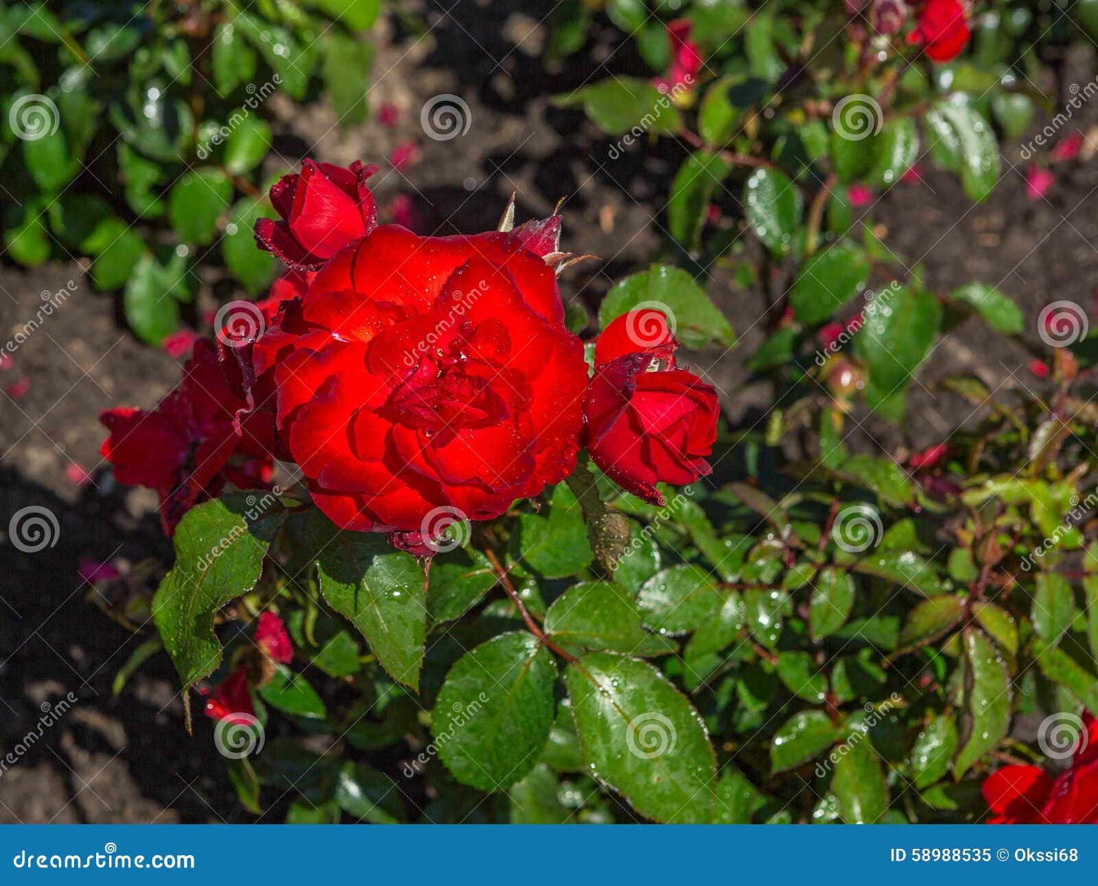 Flower bed of red roses stock image. Image of water, summer - 58988535