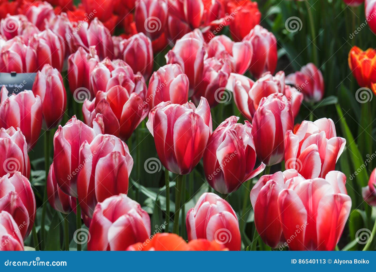 Flower Bed with Red Tulips Tulipa Stock Image - Image of bloom, flora ...