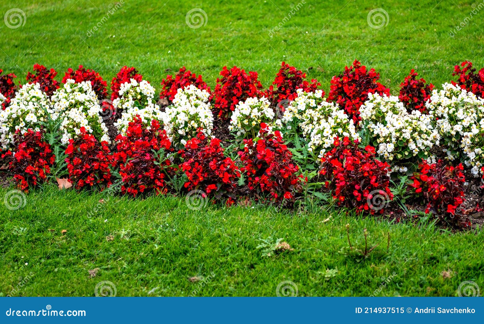 A Flower Bed with Red and White Flowers Stock Image - Image of blooming ...