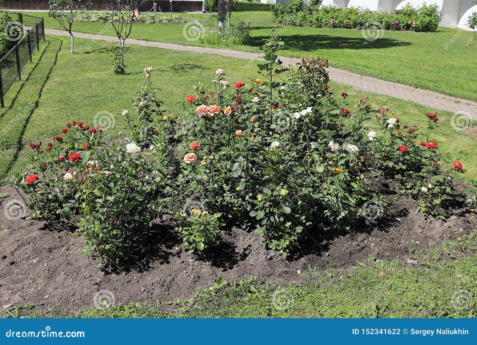 Flower Bed with Red and White Roses Stock Photo - Image of buds, roses ...