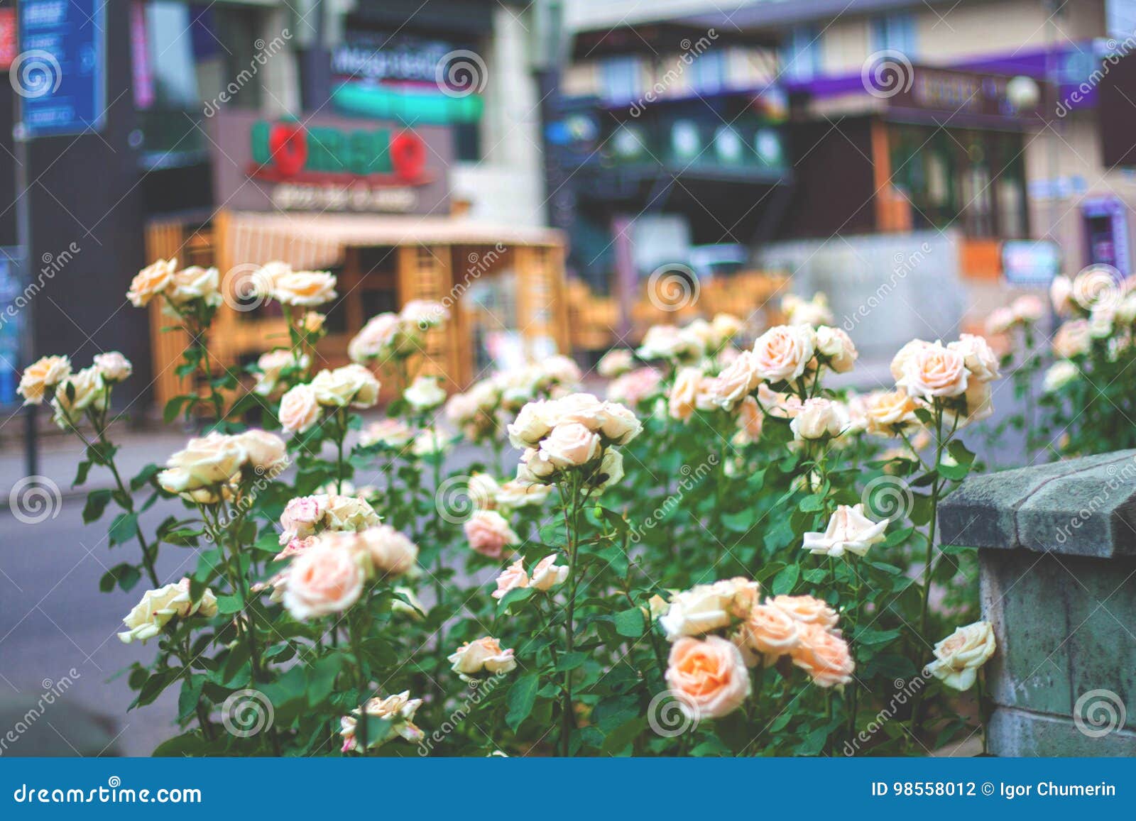 Flower bed with roses stock photo. Image of flowerbed - 98558012